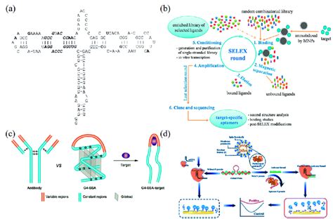 Principles And Applications Of Dna Aptamers For Biosensing A