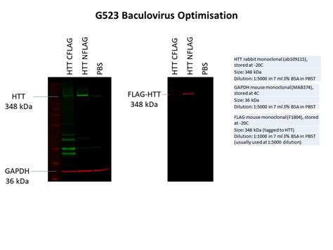 N Terminal Vs C Terminal Flag Tagged Htt
