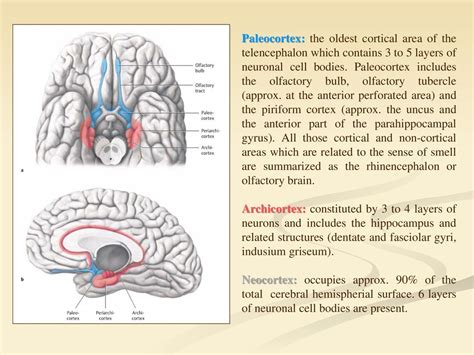 Cerebral Cortex Primary Cortical Areas Ppt Download