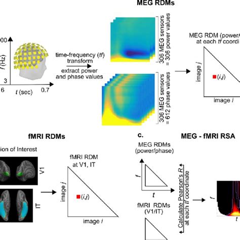 Meg Fmri Rsa Analysis A Meg Analysis And Meg Representational