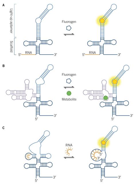 Aptamer Based Rna Imaging Fluorescence Imaging Tocris Bioscience