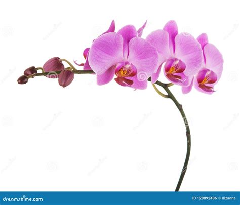 Purple Phalaenopsis Orchid Flowers Isolated On White Background Stock
