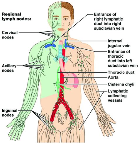 Diagrammatic Illustration Of The Lymphatic Drainage Of The Whole Human