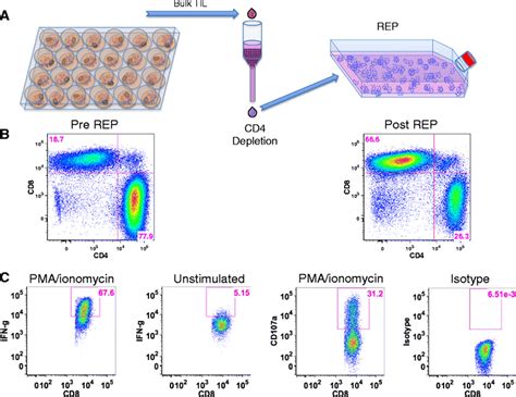 Expansion Of Tumor Infiltrating Lymphocytes Til From Human Pancreatic