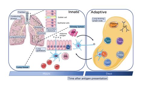 Spatiotemporal Cellular Networks Maintain Immune Homeostasis In The