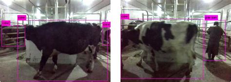 Cow Detection Object Detection Dataset And Pre Trained Model By My