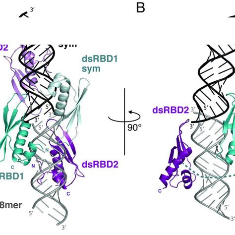 Dsrna Components In Adar1 Nf90 Complex Adar1 Nf90 Complexes