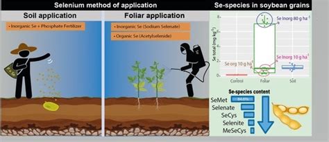 Selenium Speciation In Se Enriched Soybean Grains From Biofortified
