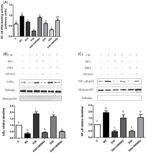 The Nf κb Dna Binding Activity Was Analyzed By A Transcription Factor