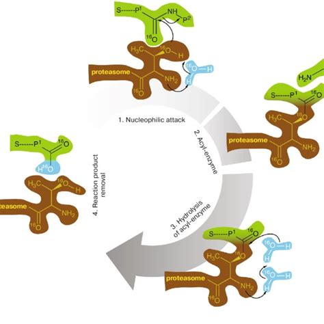 Structure Of The Atpase Ring Of The 26s Proteasome Rpt116 Subunits