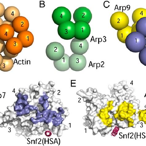 Arp Actin Interactions A Schematic Representation Of Actin Arp