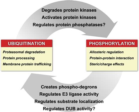 The Age Of Crosstalk Phosphorylation Ubiquitination And Beyond