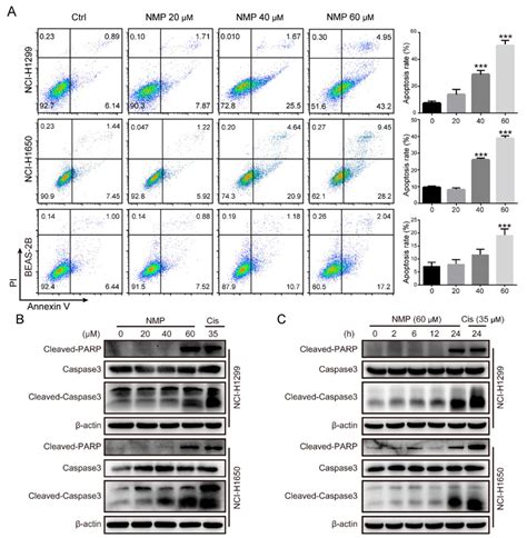 Nmp Induced Apoptosis In Nsclc Cells A Flow Cytometry Analyses Of