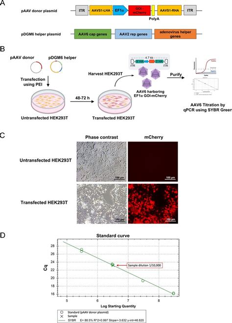 Production Of Aav6 Vectors In Hek293t Cells A The Components Of The