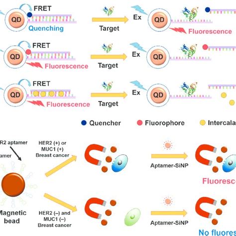 Examples Of Antagonistic Aptamers A The Arc1779 Aptamer 33 Arc1779