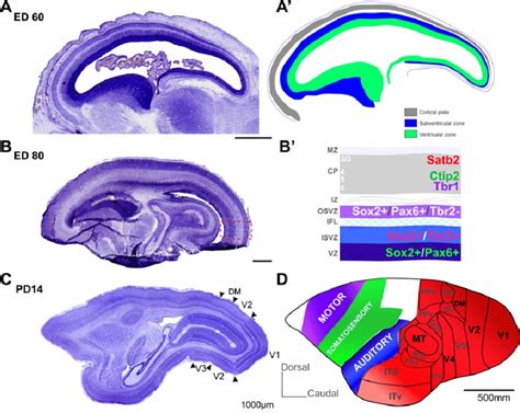 Architecture Of The Marmoset Neocortex From Embryo To Adult Nissl