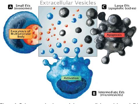 Figure 1 From Extracellular Vesicles As Markers And Mediators In Sepsis