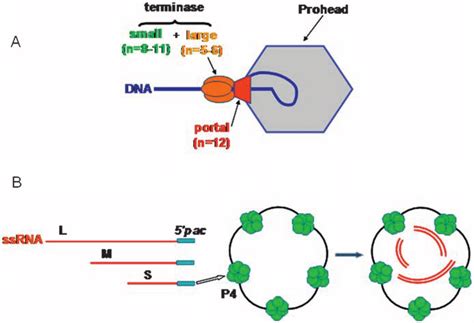 Overview Of A Packasome Assembly In Dna Or Rna Phages A Overview Of