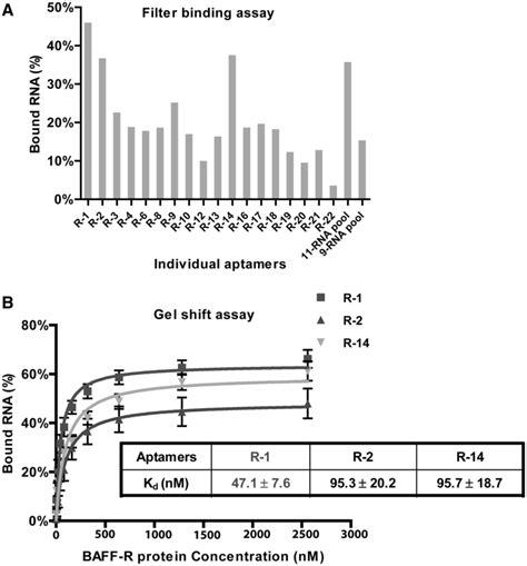 Binding Of Selected Individual Baff R Aptamers A Nitrocellulose