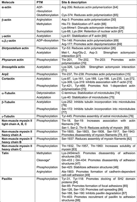 Post Translational Modification Regulated Leukocyte Adhesion And