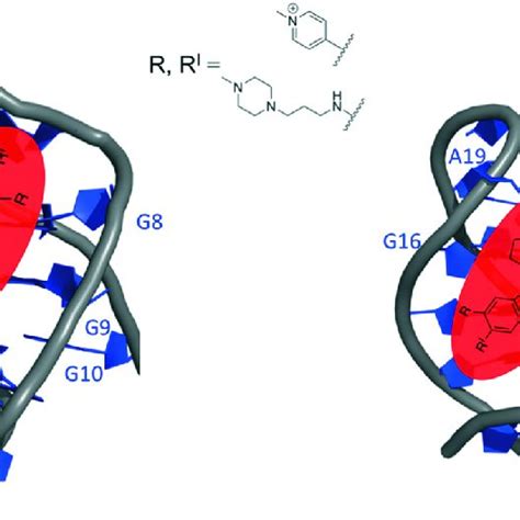 Schematic Representation Of Different Binding Modes Of G4 Ligands Pdb