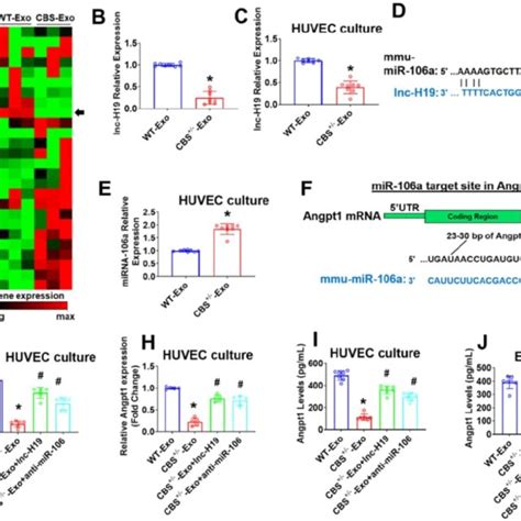 Long Non Coding Rna Lncrna Profiling And Lnc H19 Regulated Mir 106a