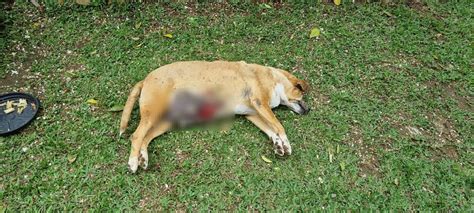 Polícia Civil De Imbituva Instaura Inquérito Para Apurar Morte De