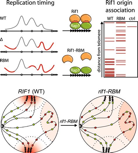 Rif1 Binds And Controls Replication Timing Primarily At Download