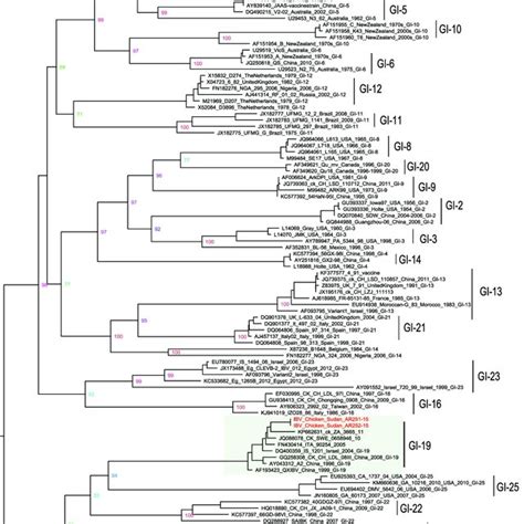 Phylogenetic Tree Of Concatenated S1 Hvr 1 2 And 3 Sequences Based On