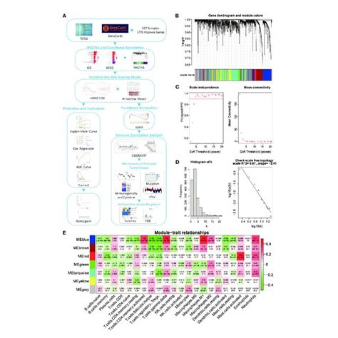 Network Of Co Expressed Genes And Module Trait Relationships A