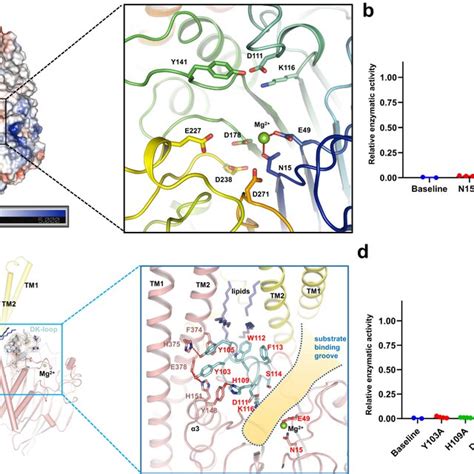 Substrate Binding Pocket And D K Loop In Hsmpd2 A Heatmap Of The