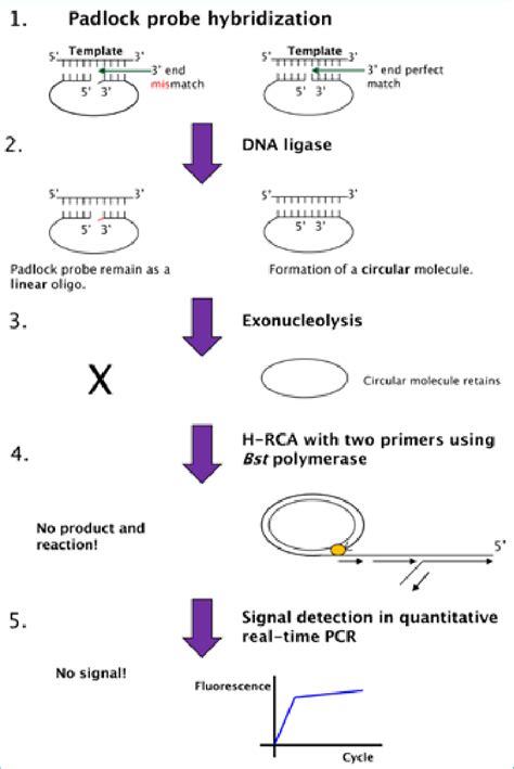 Schematic Representation Of The Steps In Padlock Probe Technology