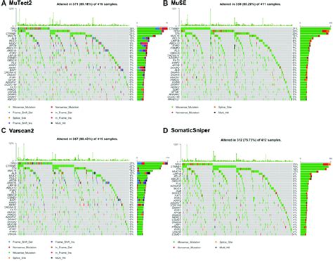Oncoplot Visualization Of Mutation Frequency Of Top Most Mutated Genes