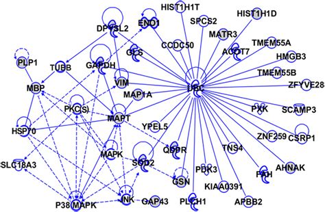 The Ingenuity Pathway Analysis Ipa Generated Network Of Isobaric Tag