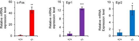 The Expression Of C Fos Egr 1 And Egr 2 Mrnas Is Markedly Increased In