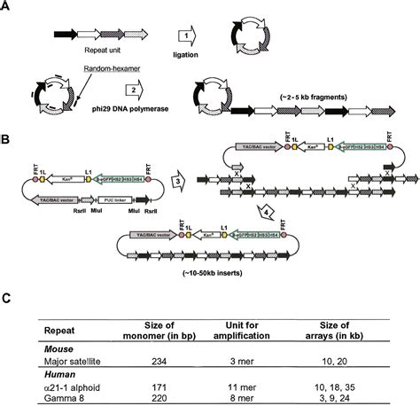 Human Gamma Satellite Dna Maintains Open Chromatin Structure And