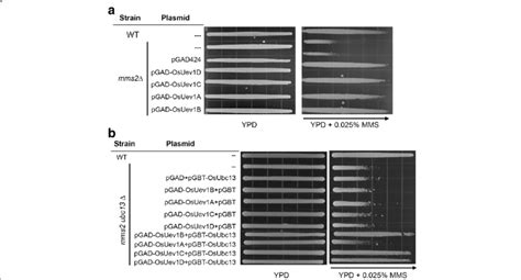functional complementation of yeast single and double mutants a