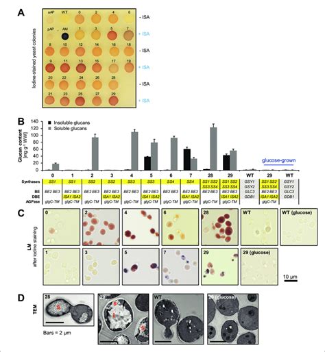 Yeast Strains Synthesize High Amounts Of Glucans A Iodine Staining