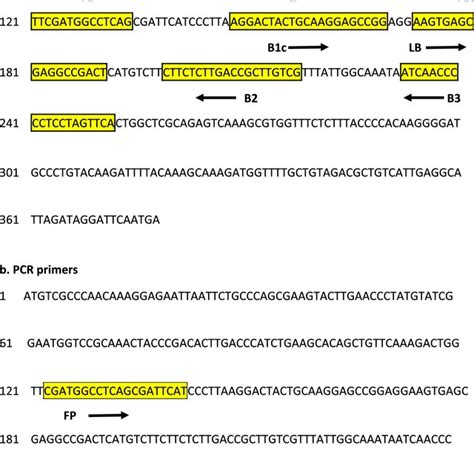 Schematic Representation Of Position And Sequence Of The Designed