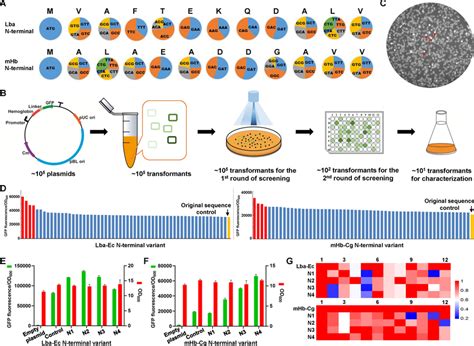 Optimization Of The N Terminal Coding Sequence Of Hemoglobin A