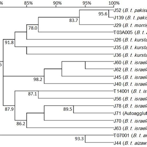 Dendrogram Based On Rapd Pcr Patterns Of Tested B Thuringiensis