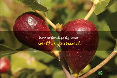 The Ultimate Guide To Fertilizing Fig Trees In The Ground Shuncy