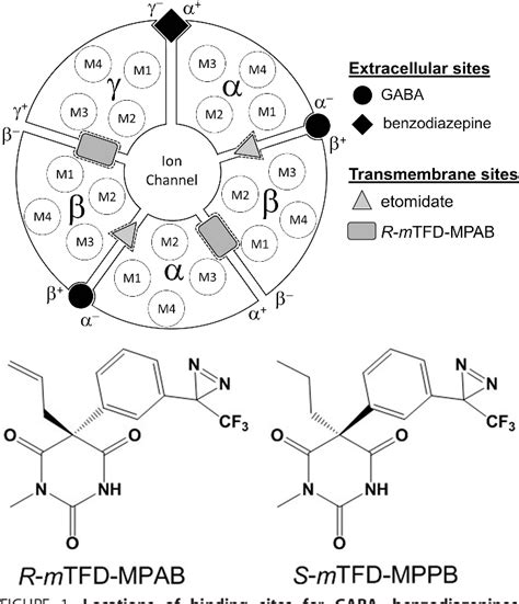 Figure 1 From Positive And Negative Allosteric Modulation Of An α1β3γ2