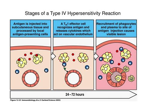 Ppt Allergy And Hypersensitivity Powerpoint Presentation Free