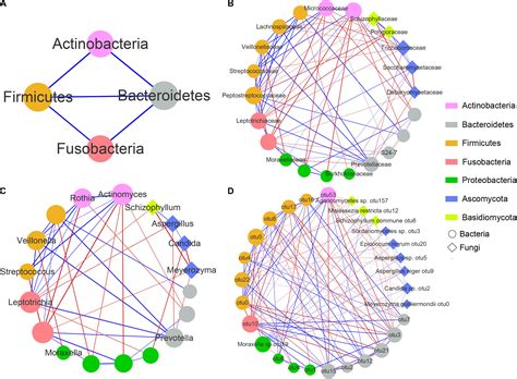 Frontiers The Interactions Of Airway Bacterial And Fungal Communities