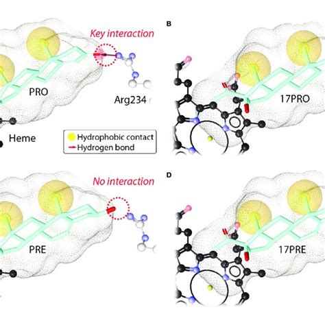 Substrate Binding To The Active Site Of Cyp21a2 Progesterone Binding