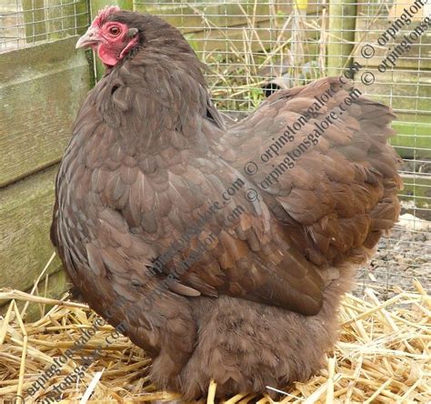 Chocolate Chicken Breeds Chicken Coops Beautiful Chickens Isnt She