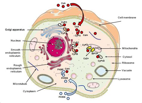 Schematic Representation Of The Subcellular Localization Of