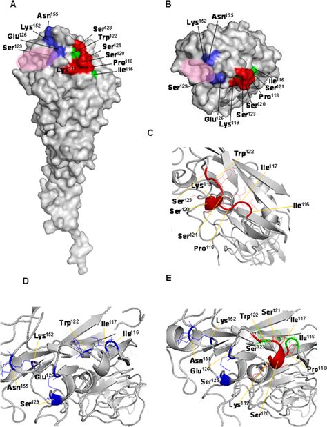 Schematic Representation Of The Epitopes Recognized By Avfluigg01 And