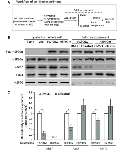 Effects Of Celastrol On Wild Type Or Mutant Hsp90 Complex In Cell Free